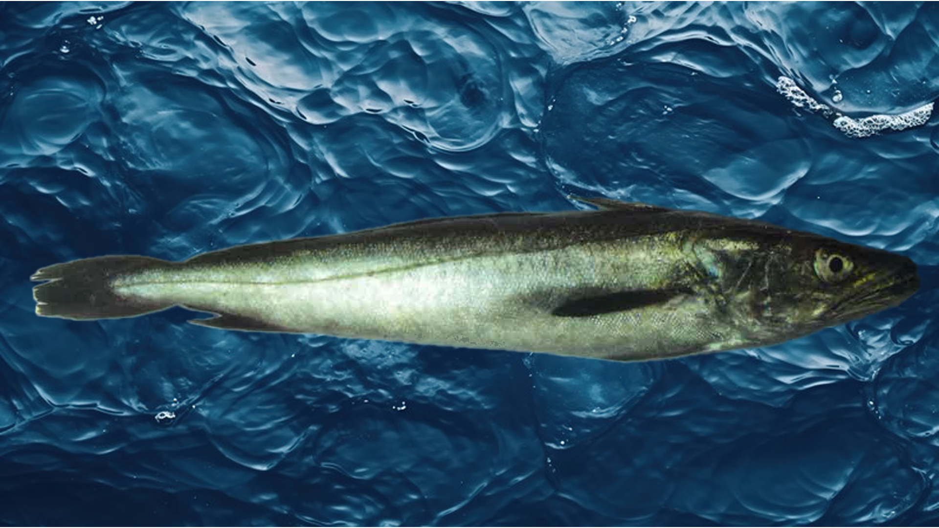 Hake – Fish Market Kavaja