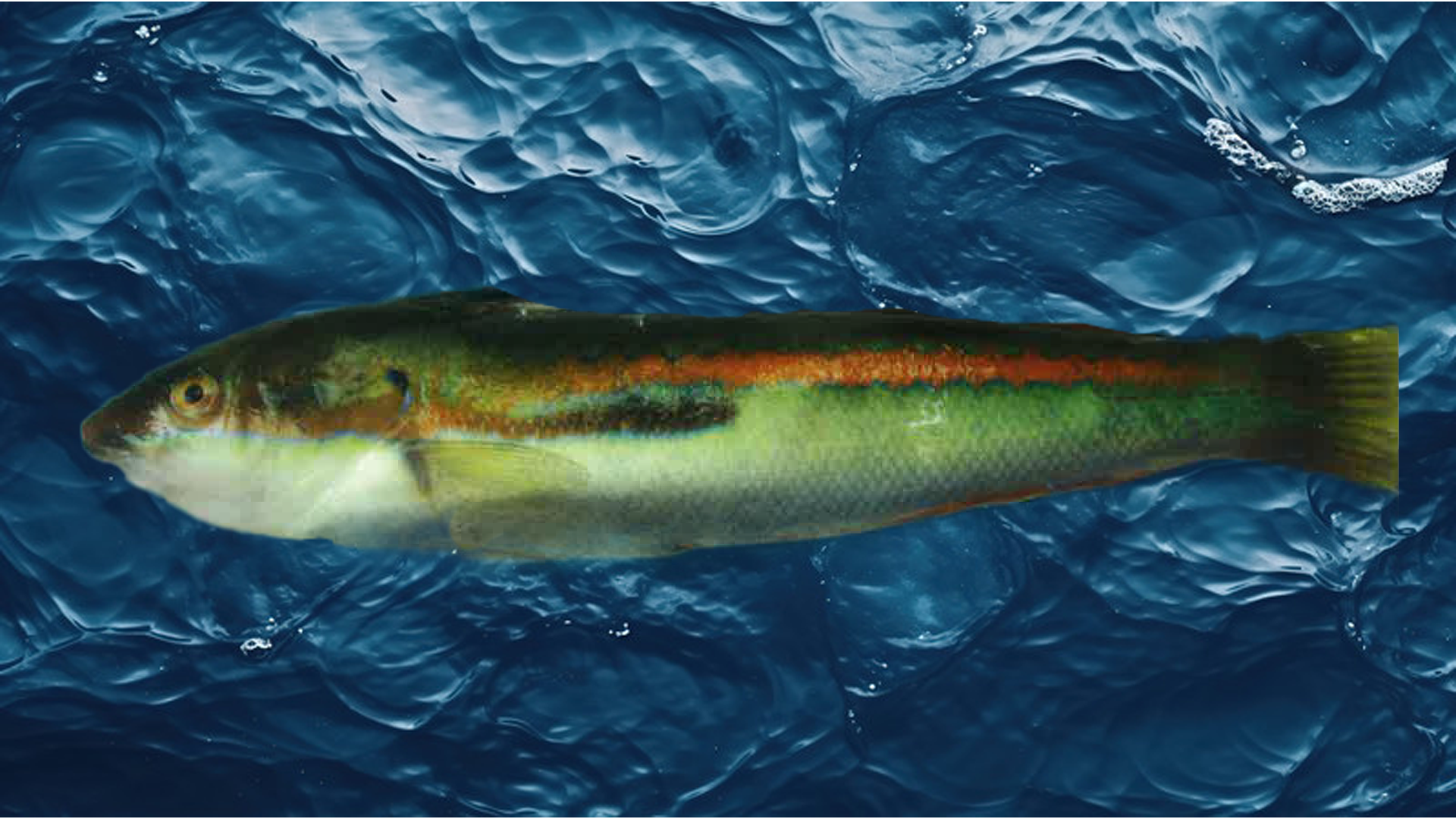 Rainbow Wrasse – Fish Market Kavaja