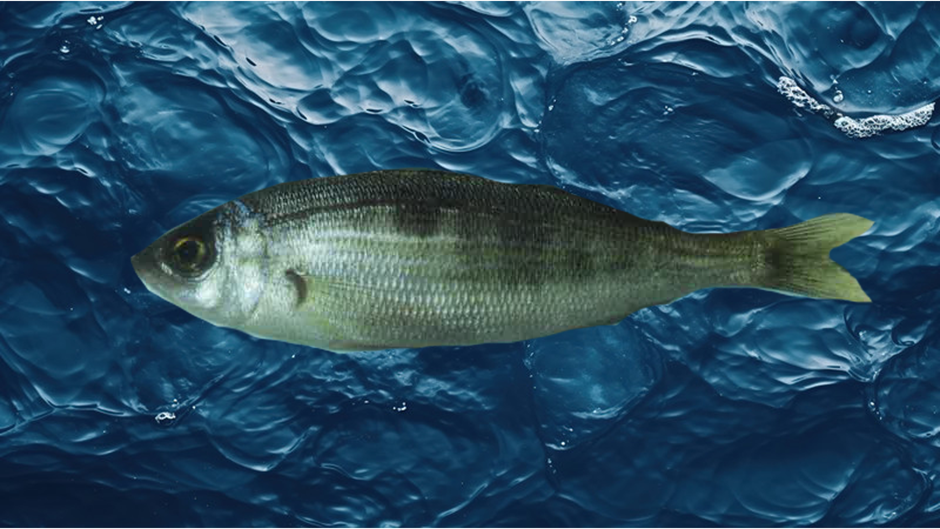 Saddled bream – Fish Market Kavaja