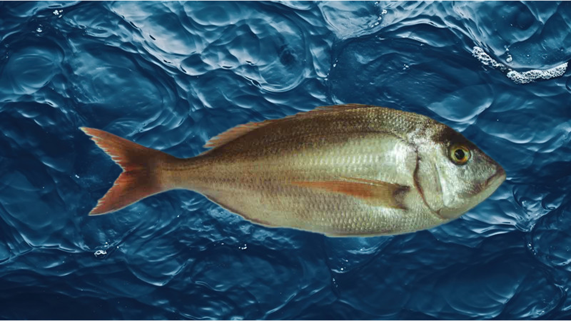 Sea bream – Fish Market Kavaja